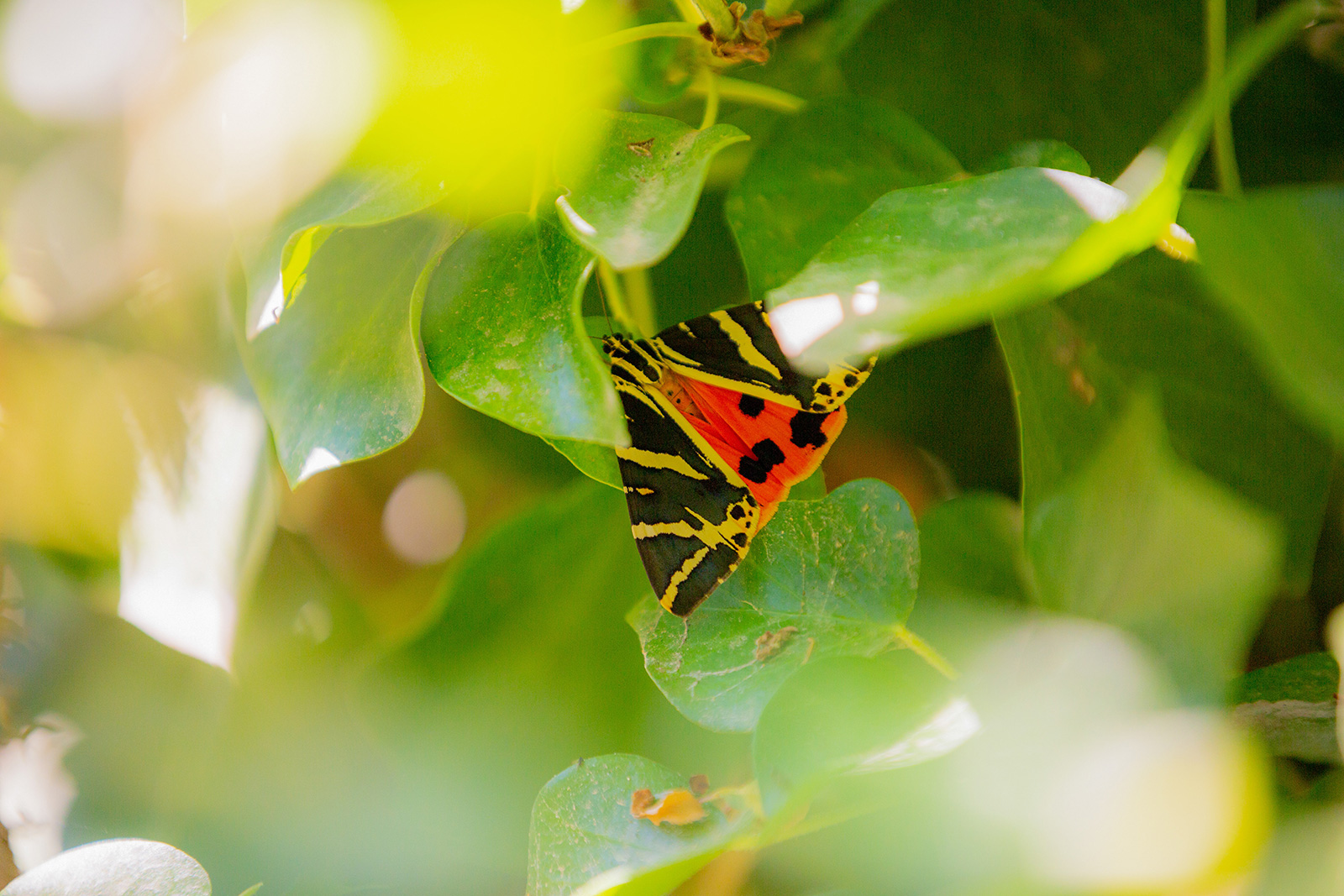 An unexpected nature-loving experience, in the rich environment of the ...